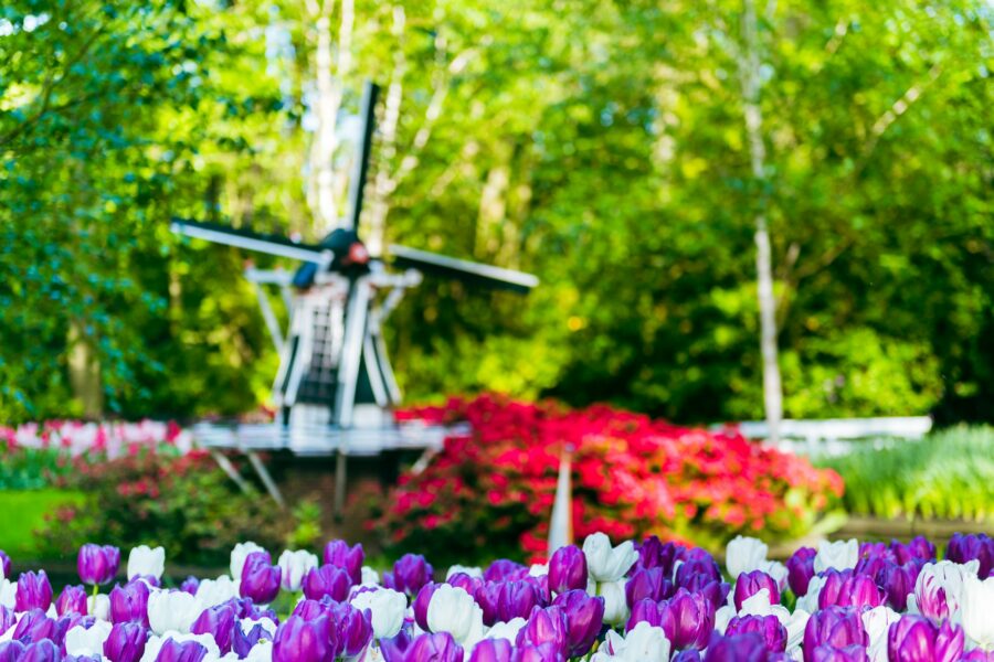 Keukenhof 2026: Complete Netherlands Tulip Guide | Pixidia