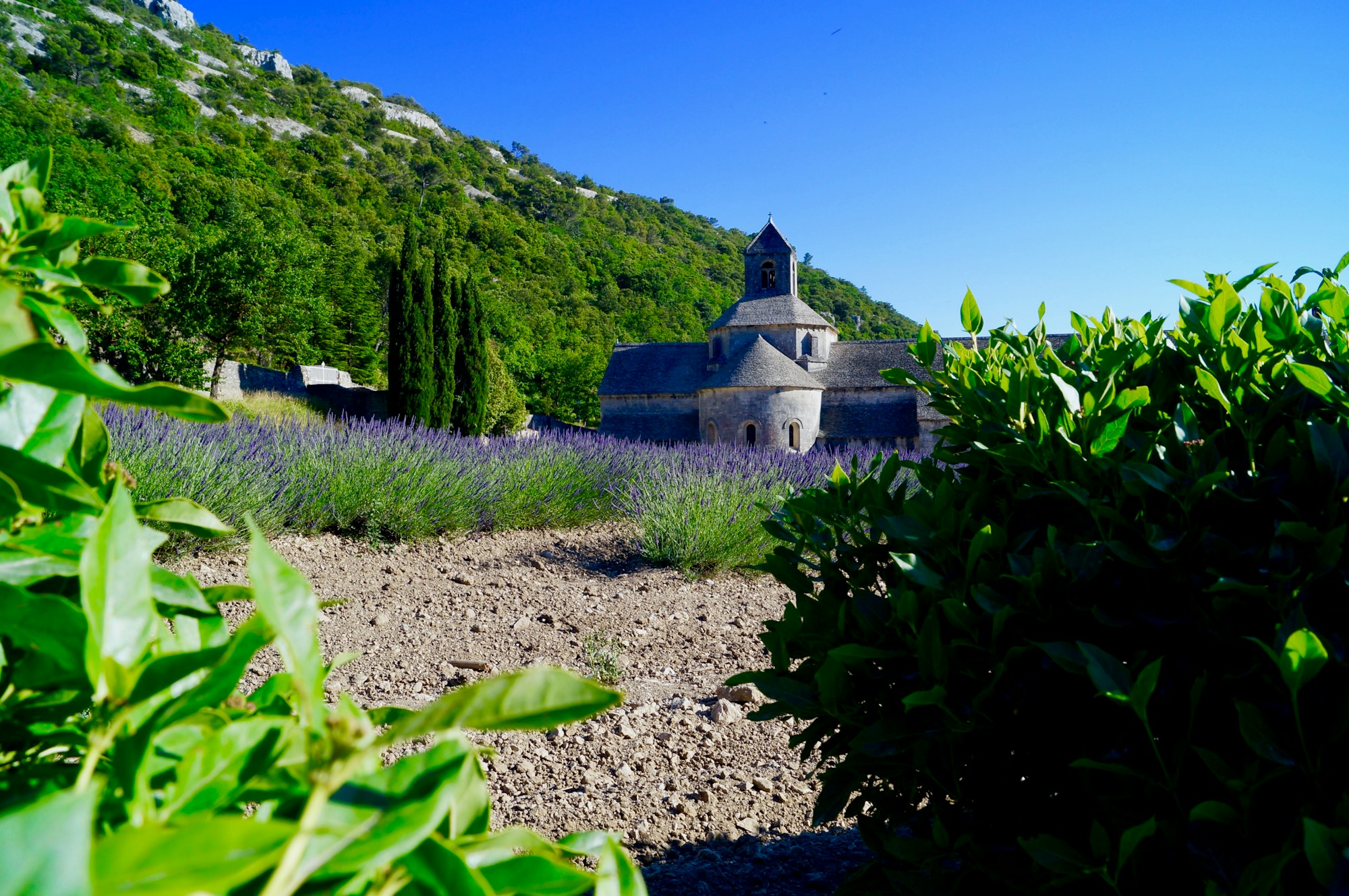 Lavande Provence 2026 : floraison Valensole, Sault