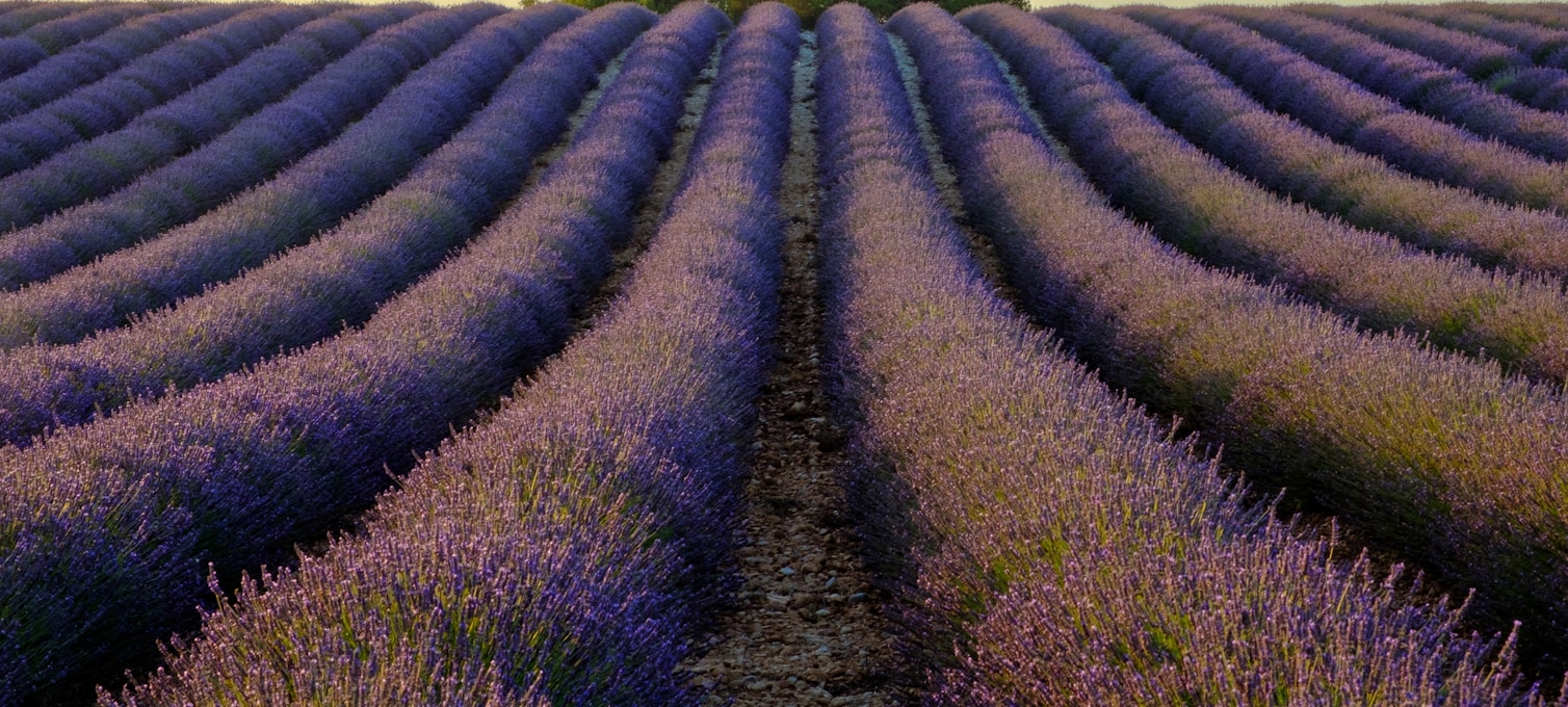 Lavande Provence 2026 : floraison Valensole, Sault