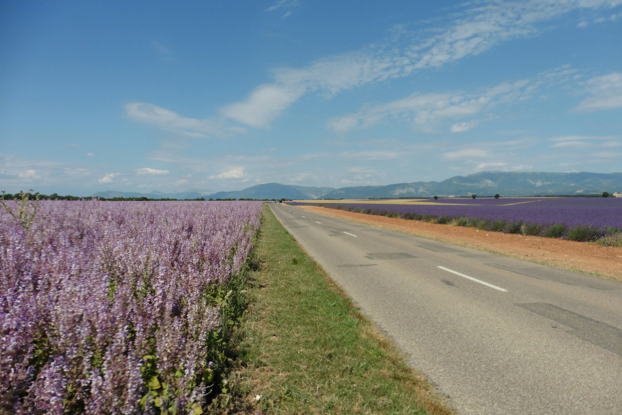 Lavande Provence 2026 : floraison Valensole, Sault